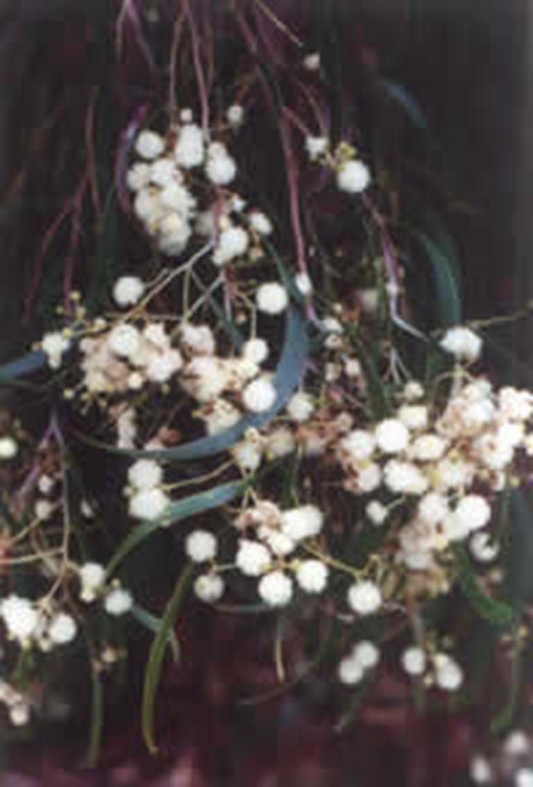 Acacia implexa