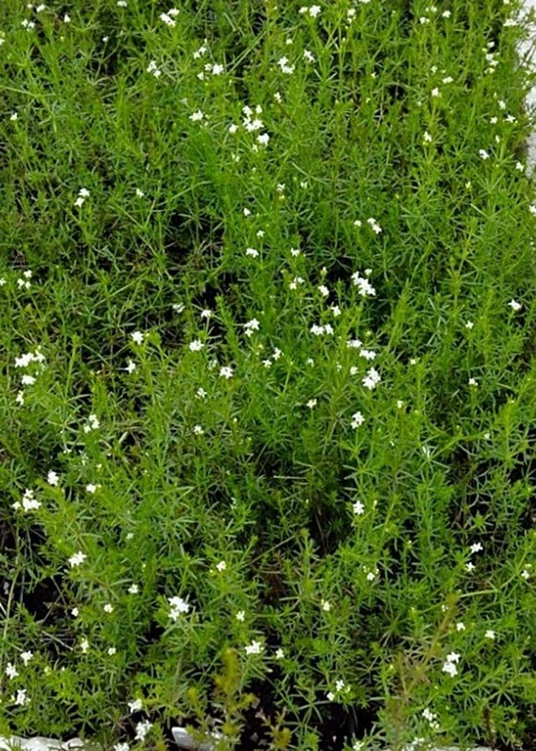 Asperula conferta