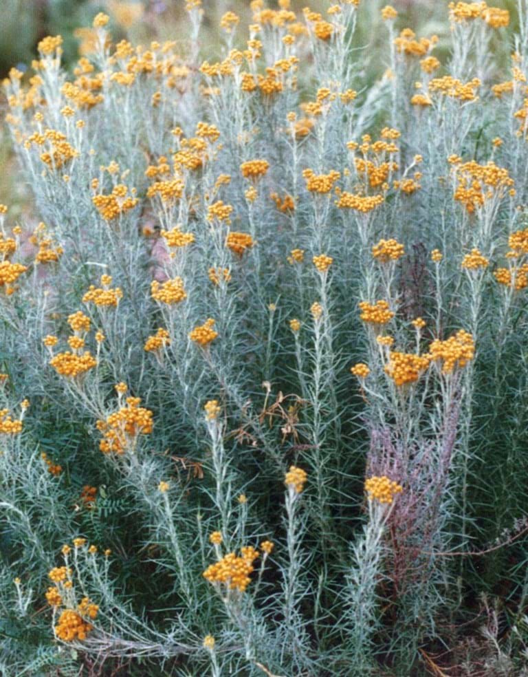 Chrysocephalum semipapposum