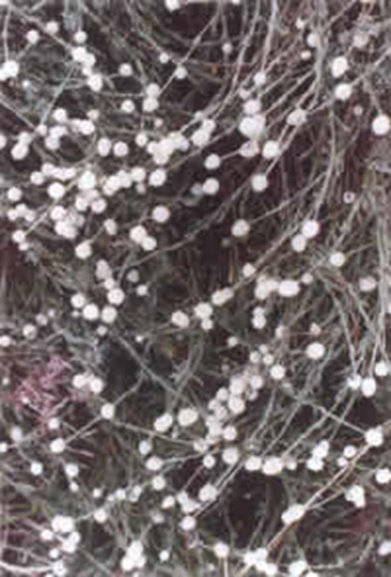 Calocephalus lacteus