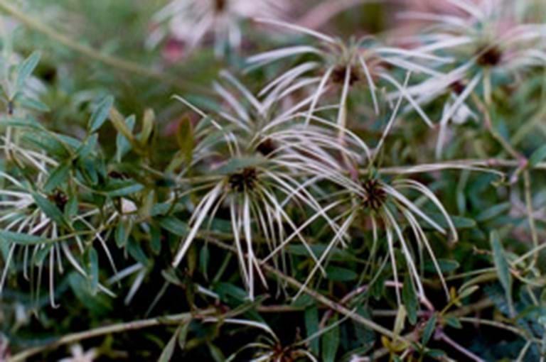 Clematis microphylla