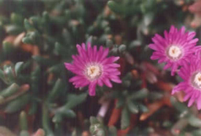 Disphyma crassifolium