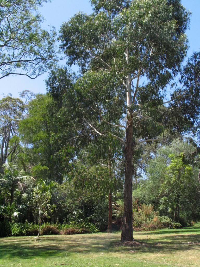 Eucalyptus Ovata Var Ovata