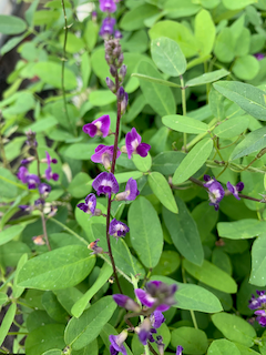 GROUND COVERS / CLIMBERS / TWINERS