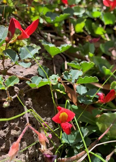 GROUND COVERS / CLIMBERS / TWINERS