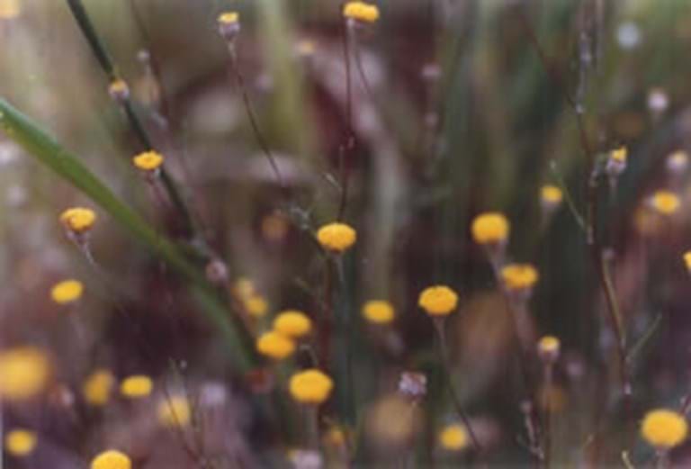 Leptorhynchos tenuifolius